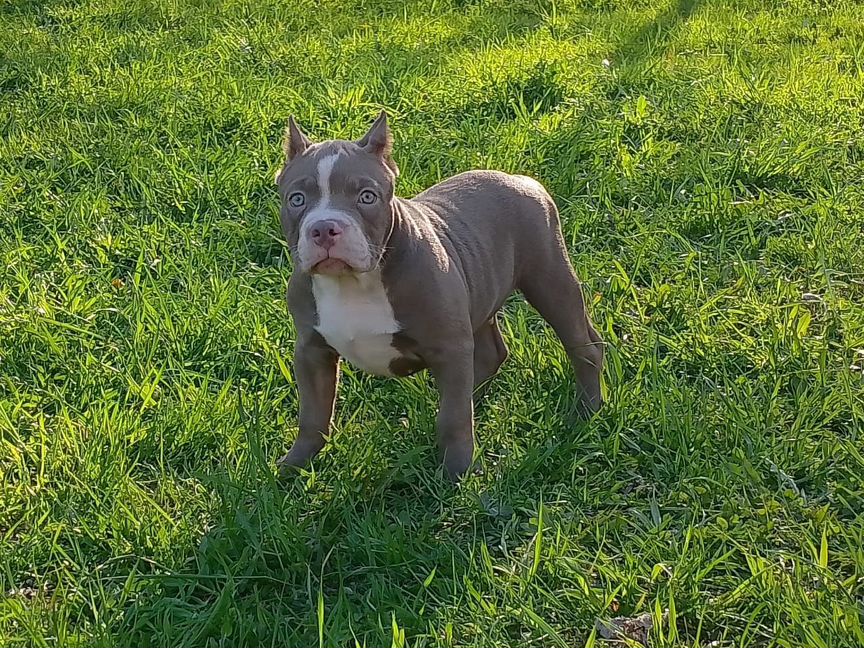 Щенок Американского Булли