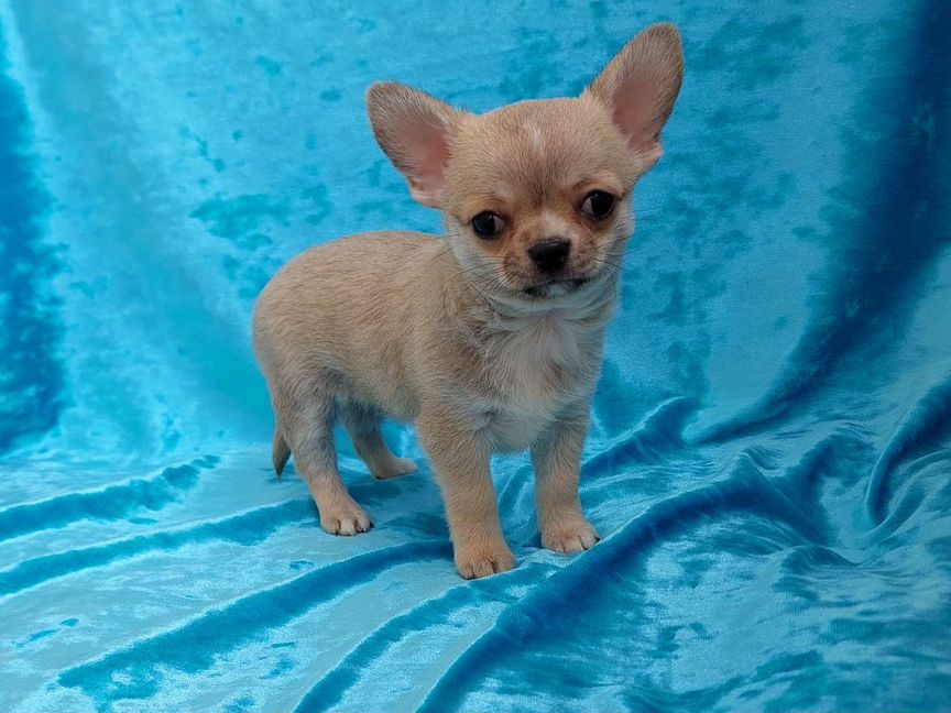 Крошка Чихуахуа мальчик