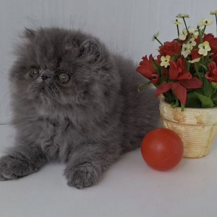 Персидский котёнок