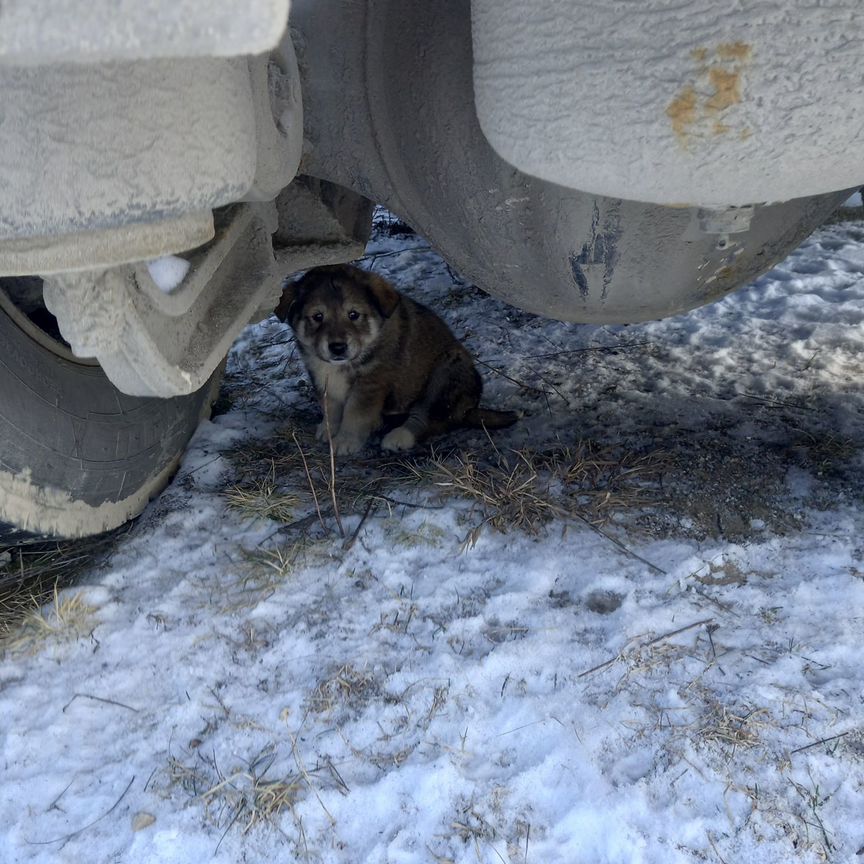 Отдам в добрые руки щенят