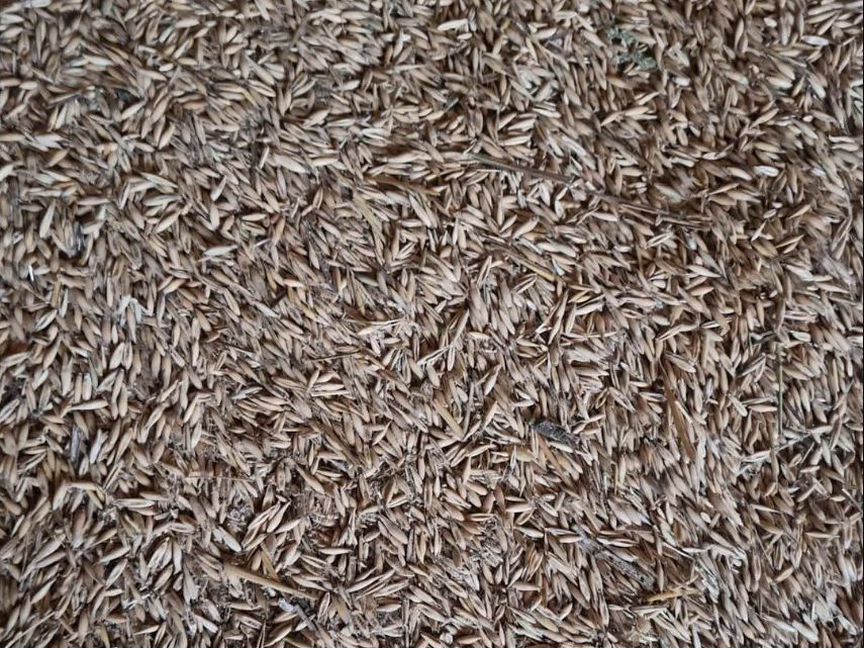 Кормовой ячмень, Соя на корм