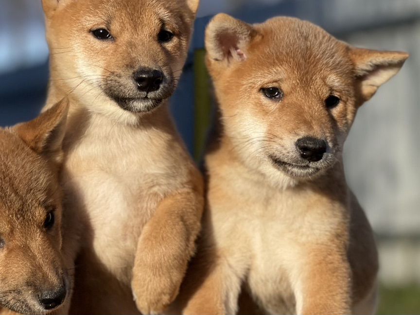 Сиба шиба ину мальчик