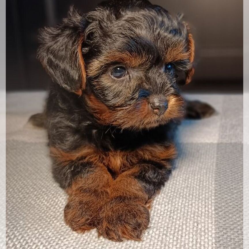 Петербургская орхидея, щенок