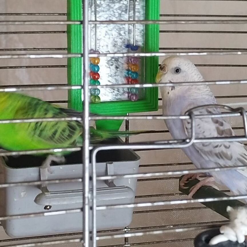 Волнистый попугай с клеткой