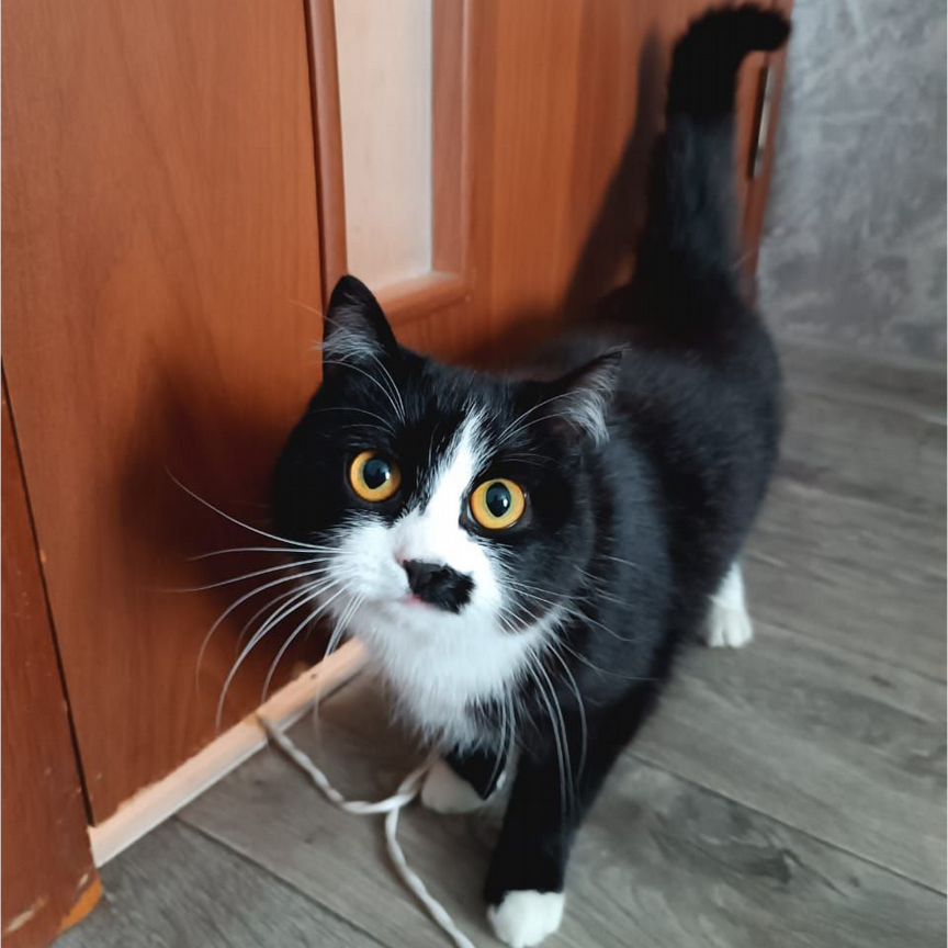 Кошечка молодая