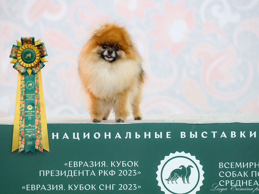 Померанский шпиц кобель для вязки