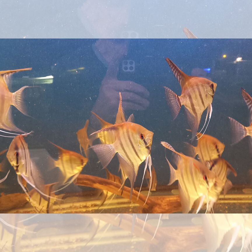 Скалярии Манакапуру