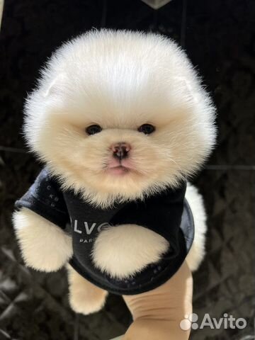 Самая маленькая собачка шпиц