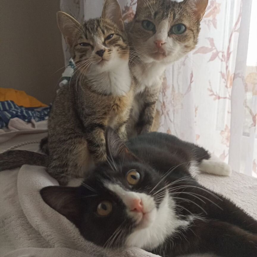 Котята в добрые руки приучены к лотку