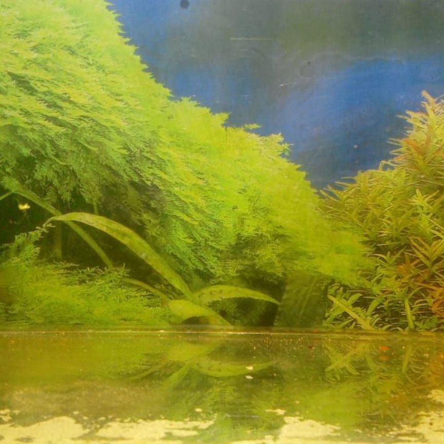 Обменяю цихлозом чернополосых