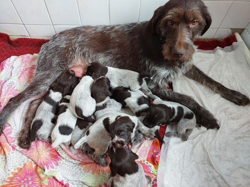 Щенки Дратхаара