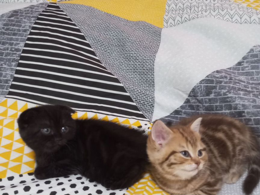 Шотландские котята