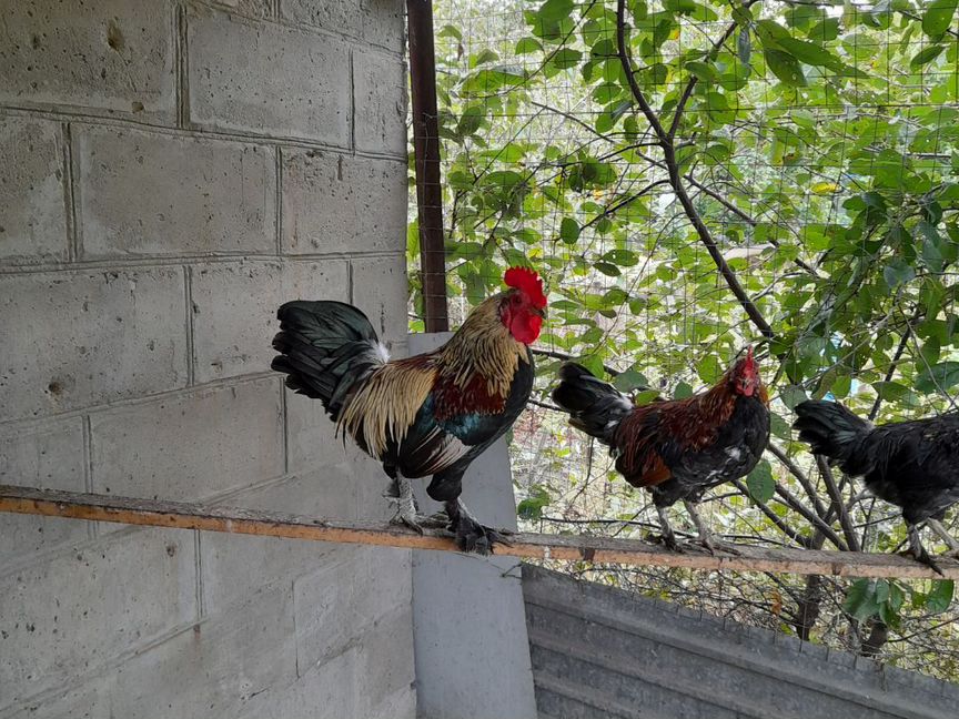 Петух карликовые, бентамка, королек