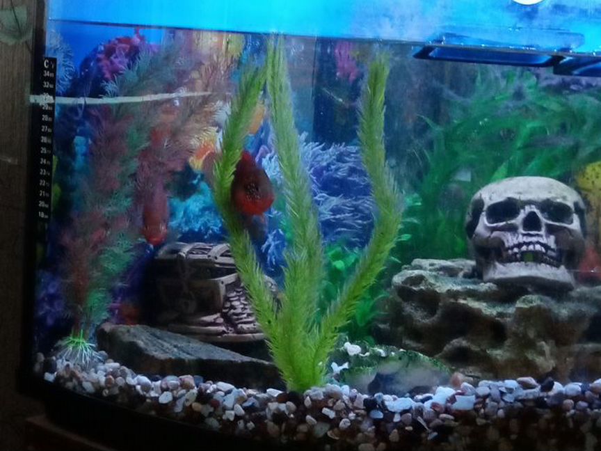 Продаётся аквариум