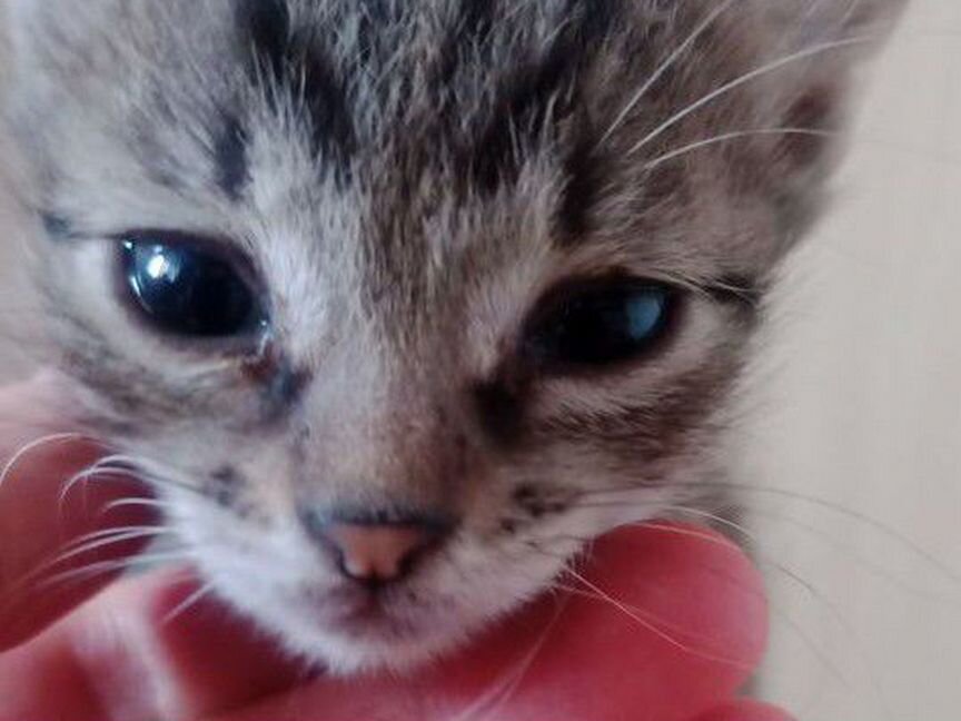 Котенок красивого окраса очень малошерстный