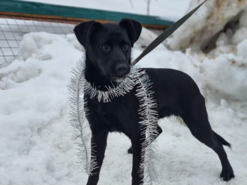 Щенок Бобик в добрые руки