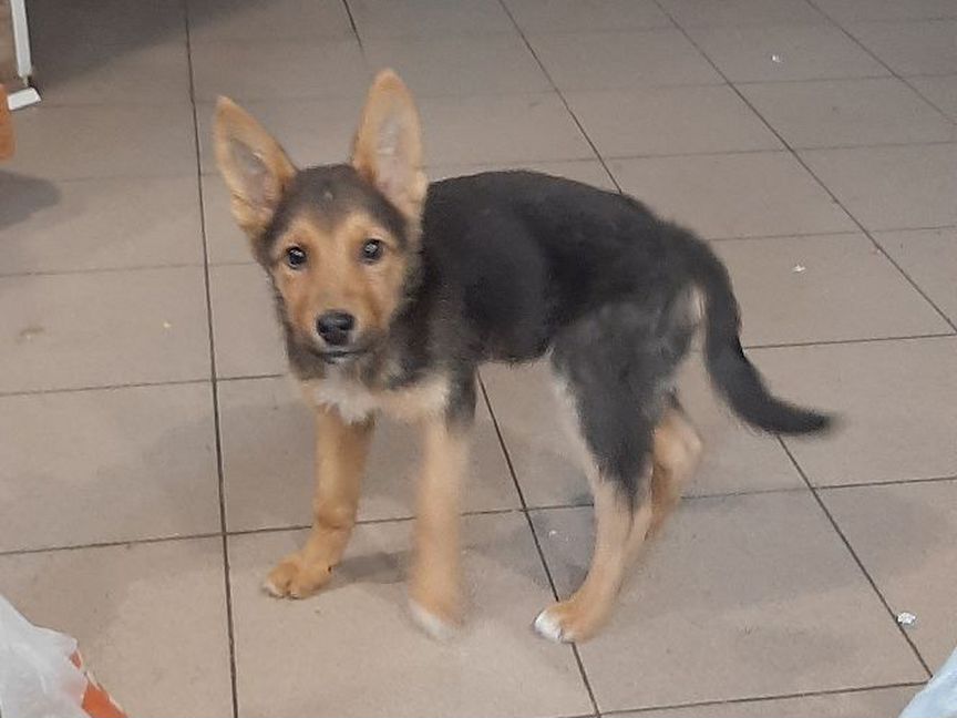 Щенок в добрые руки бесплатно