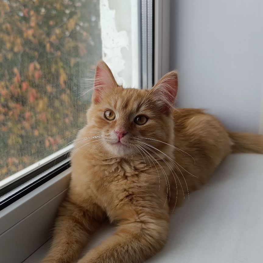 Рыжий котенок