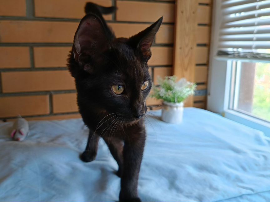 Котенок 3,5 мес черный