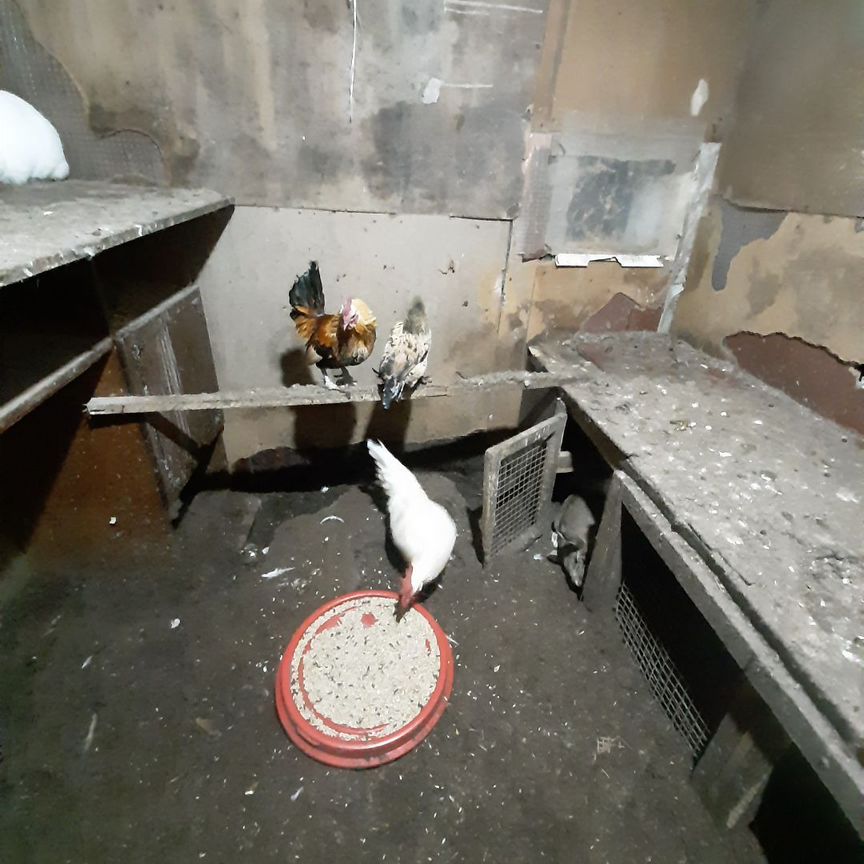 Бентамки и петух