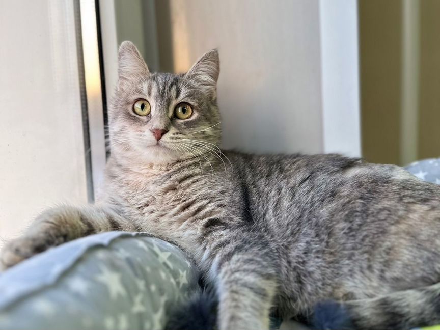 Китти ищет дом