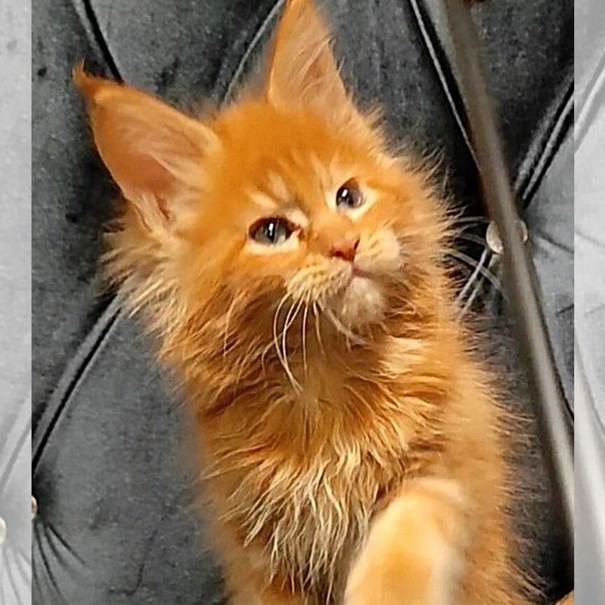Котята мейн-кун
