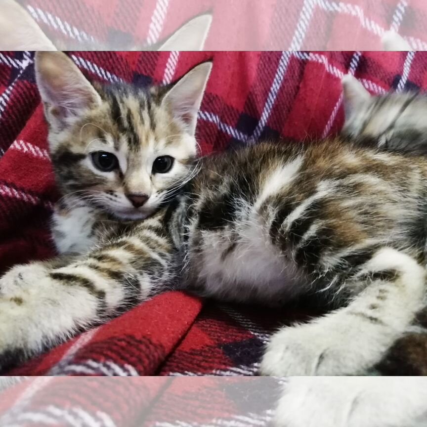 Отдам маленького котенка в нежные и заботливые рук