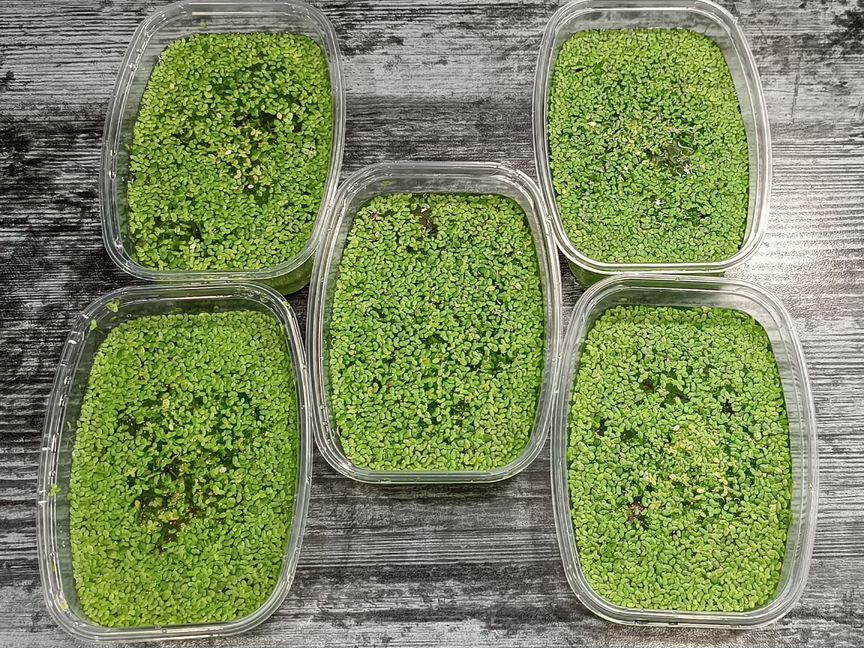 Ряска, роголистник