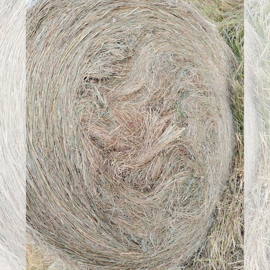 Сено в рулонах