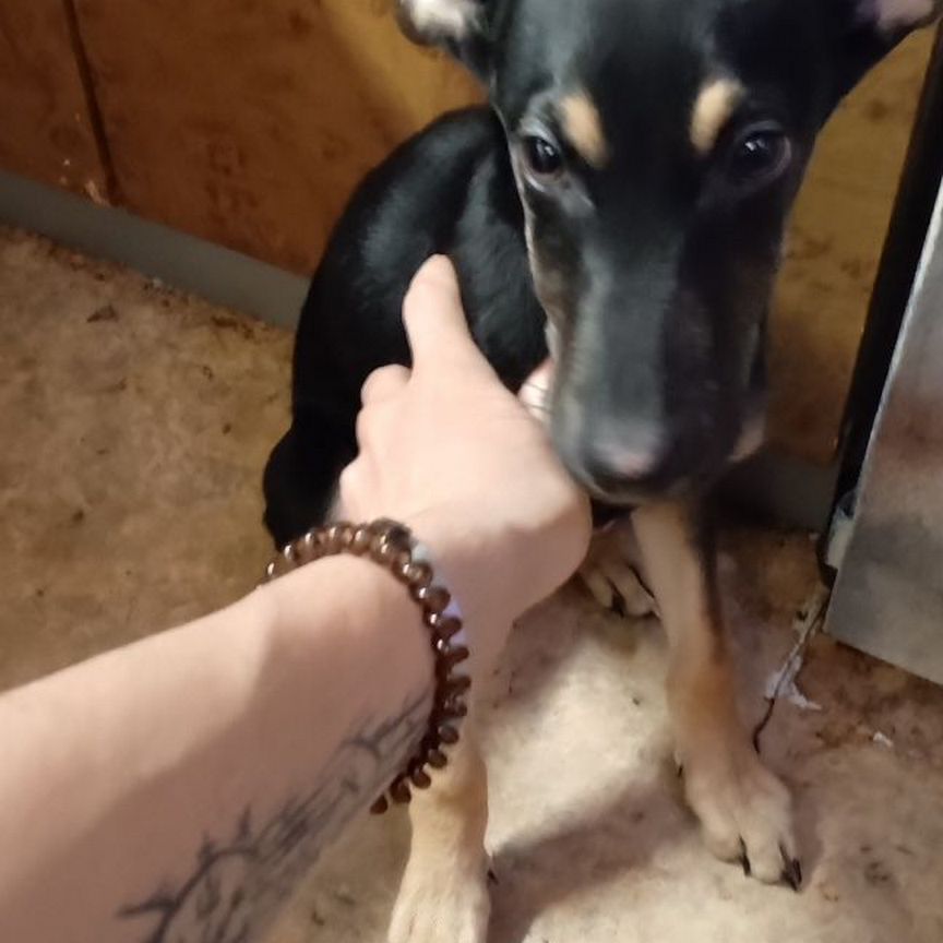 Той-терьер щенки бесплатно