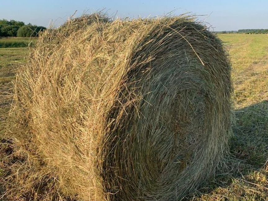 Сено в рулонах 2022
