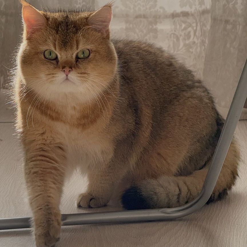 Шотландский прямоухий короткошёрстный кот, вязка