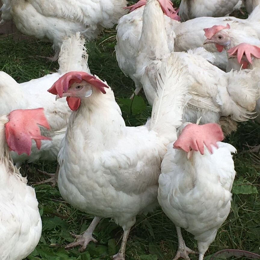 Куры молодки несушки леггорн