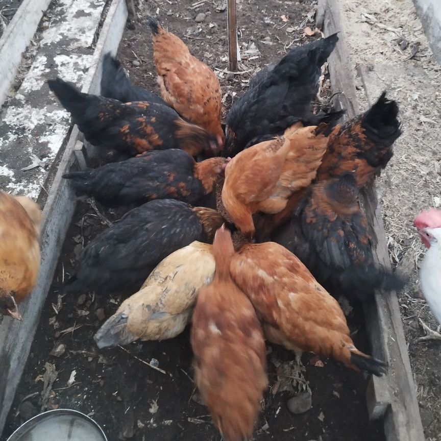 Куры молодки доминанты