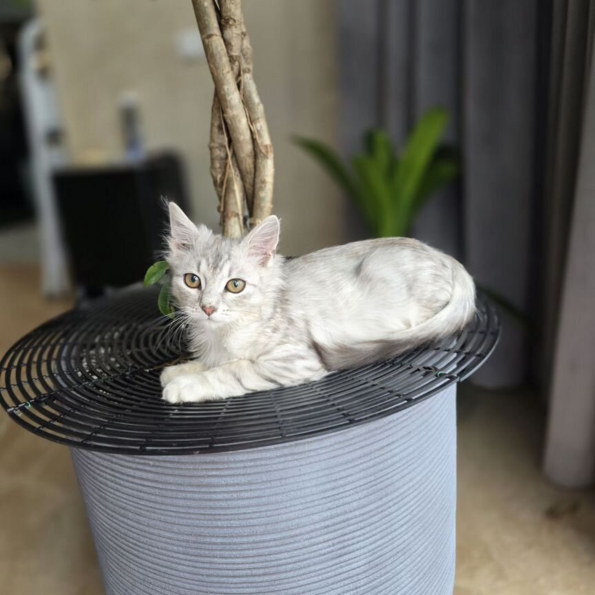 Котята в добрые руки бесплатно