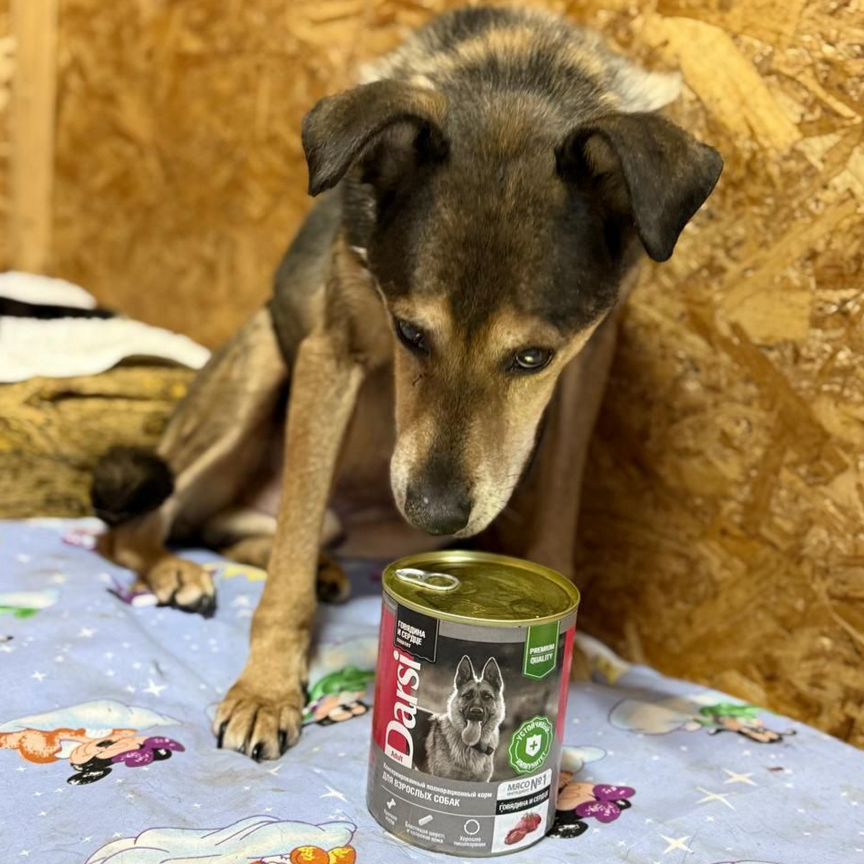 Очкнь старенький песик Ганс доживает в приюте