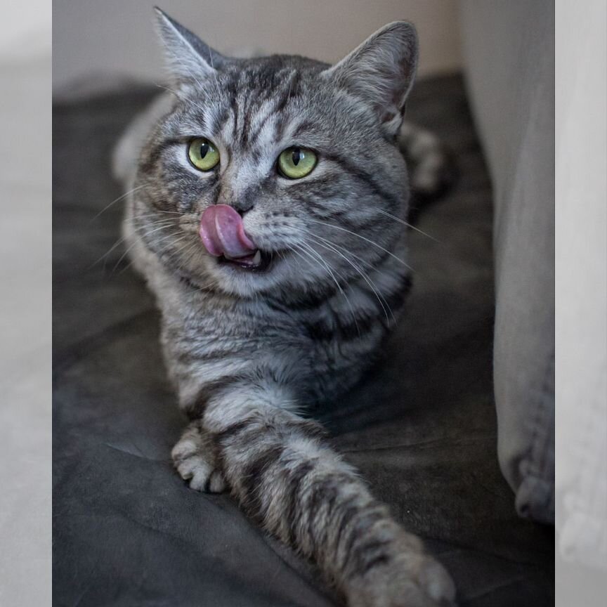 Британский кот
