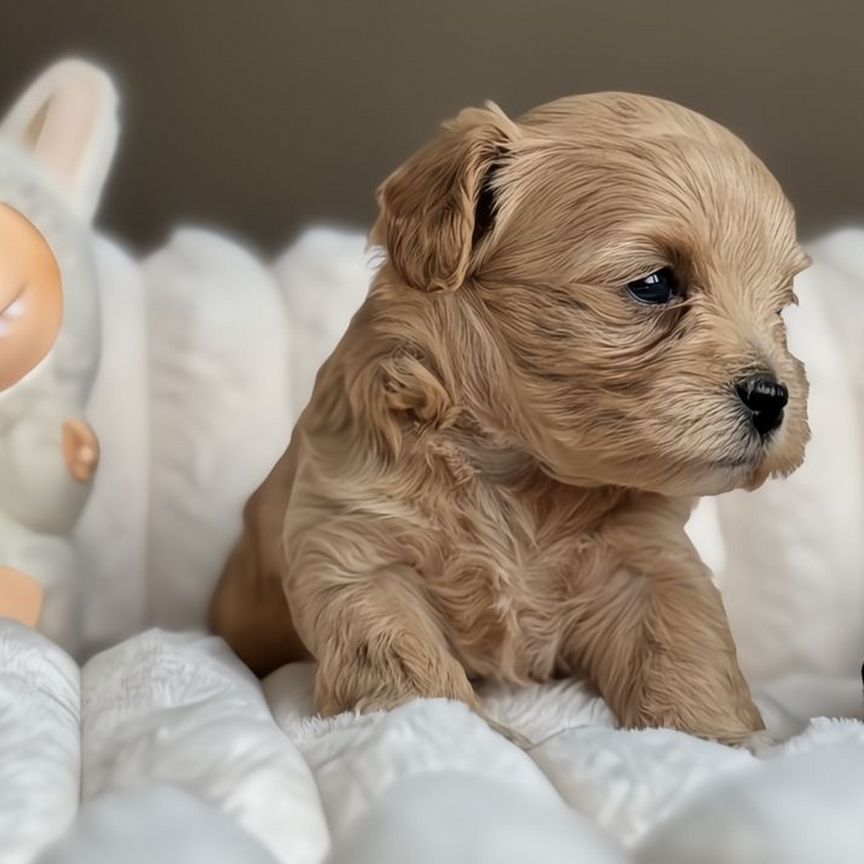 Мальтипу, щенок