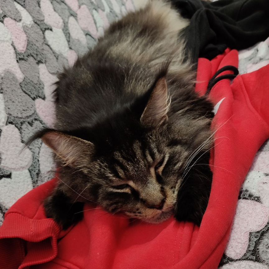 Мейн-кун, взрослый кот