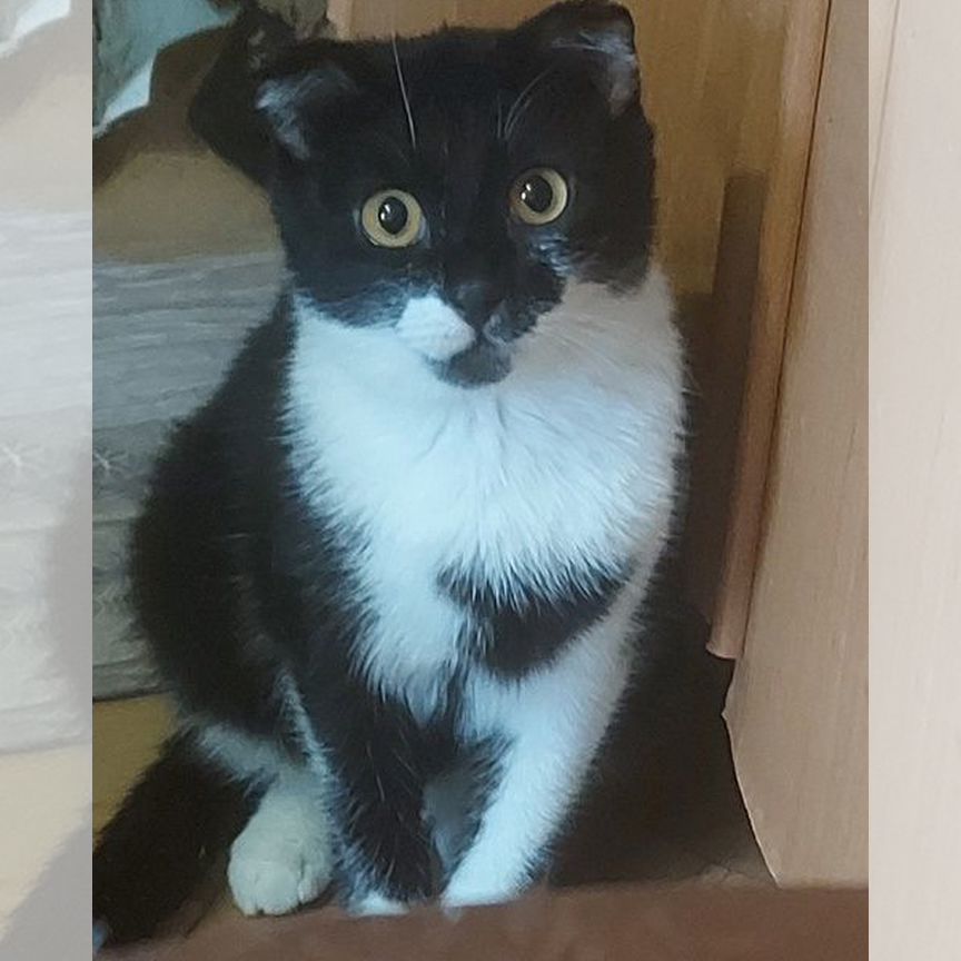 Отдам в добрые руки