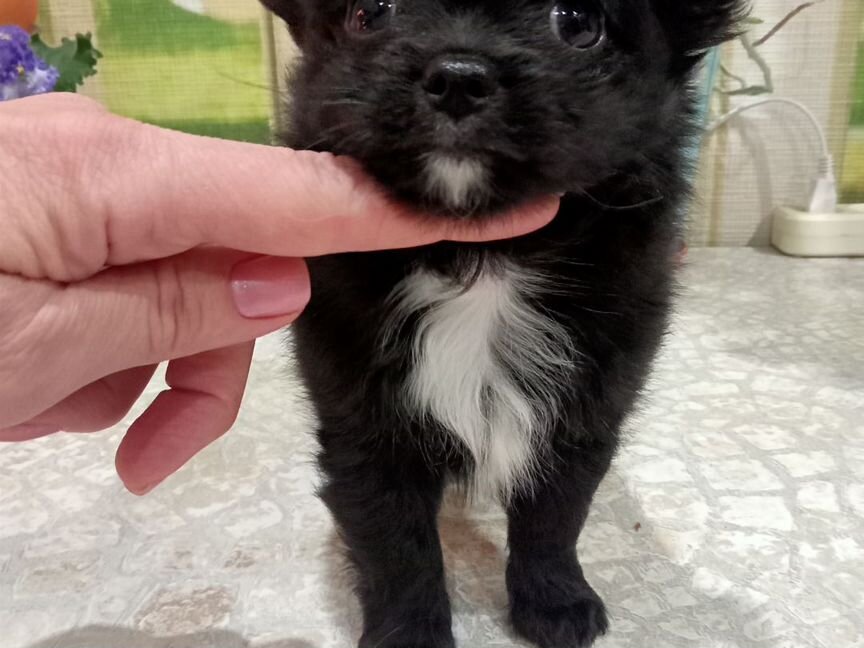 Длинношерстный мальчик чихуахуа