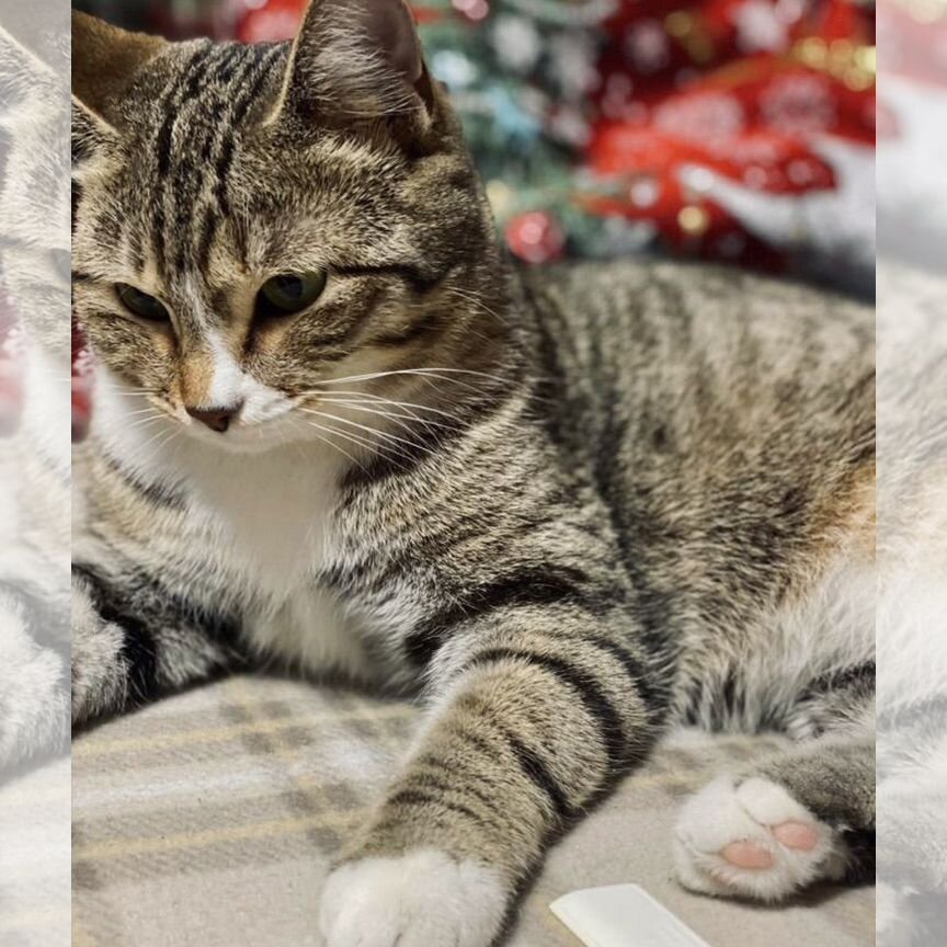 Сибирская, взрослая кошка