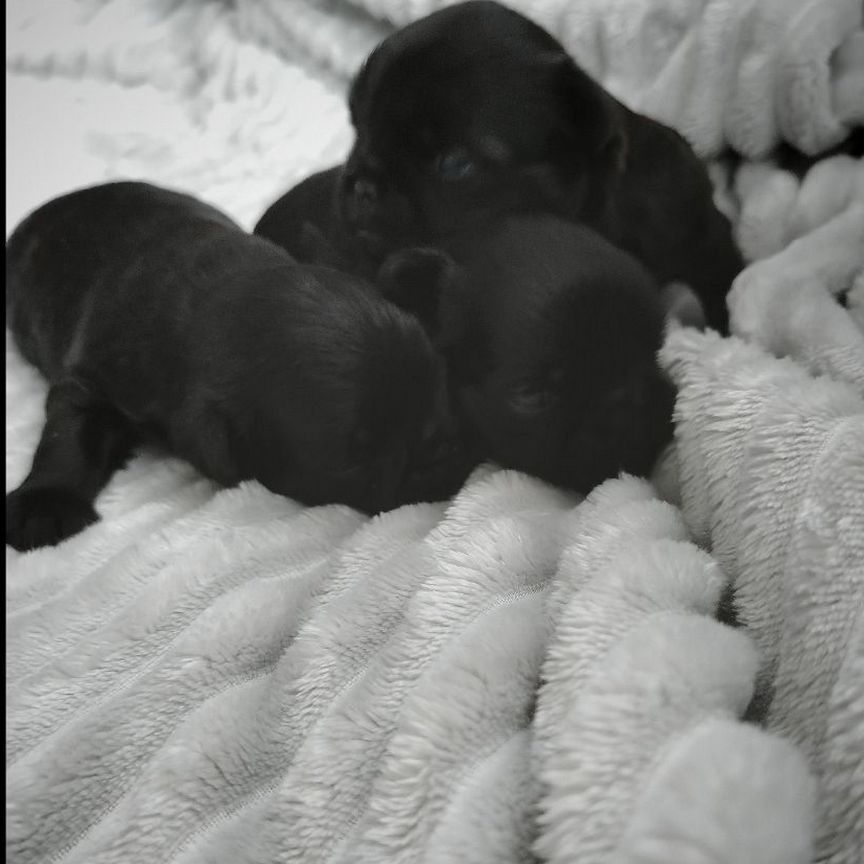 Бельгийский гриффон, щенок