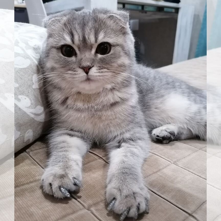 Вязка кошек