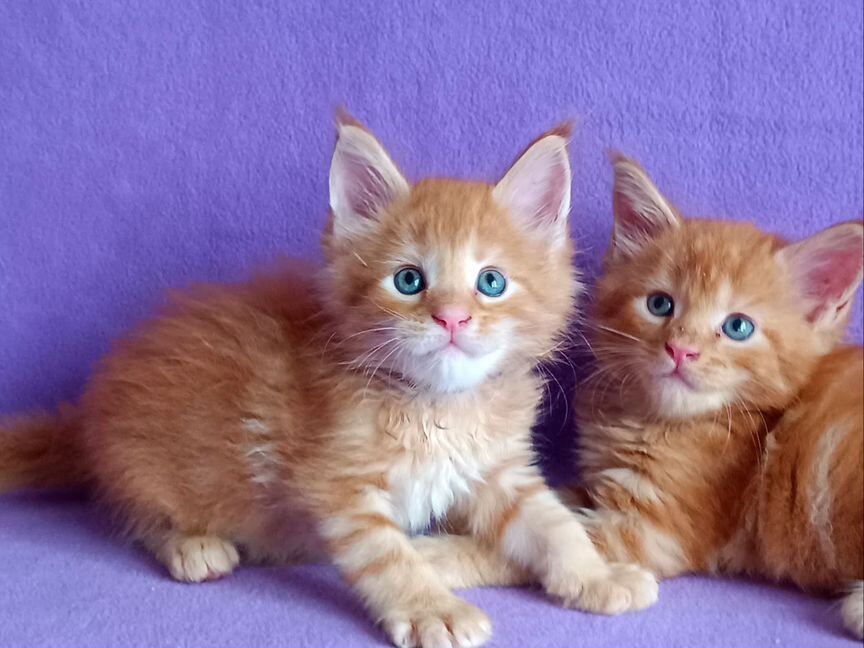 Мейн-кун котики рыжие