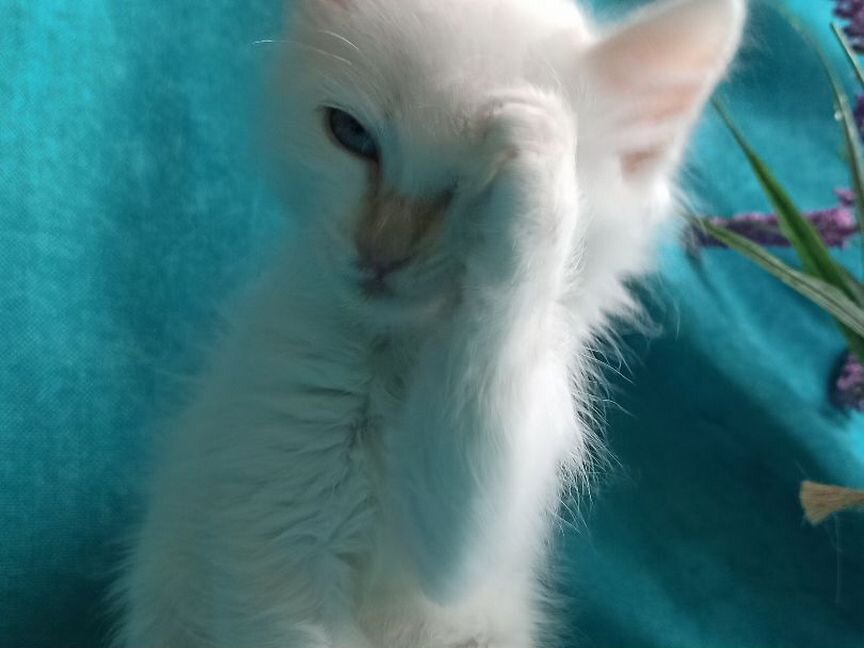 Кошки в добрые руки