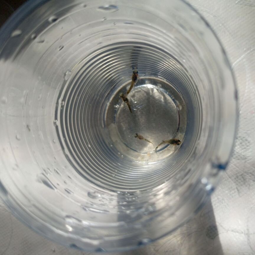 Продам малька гуппи