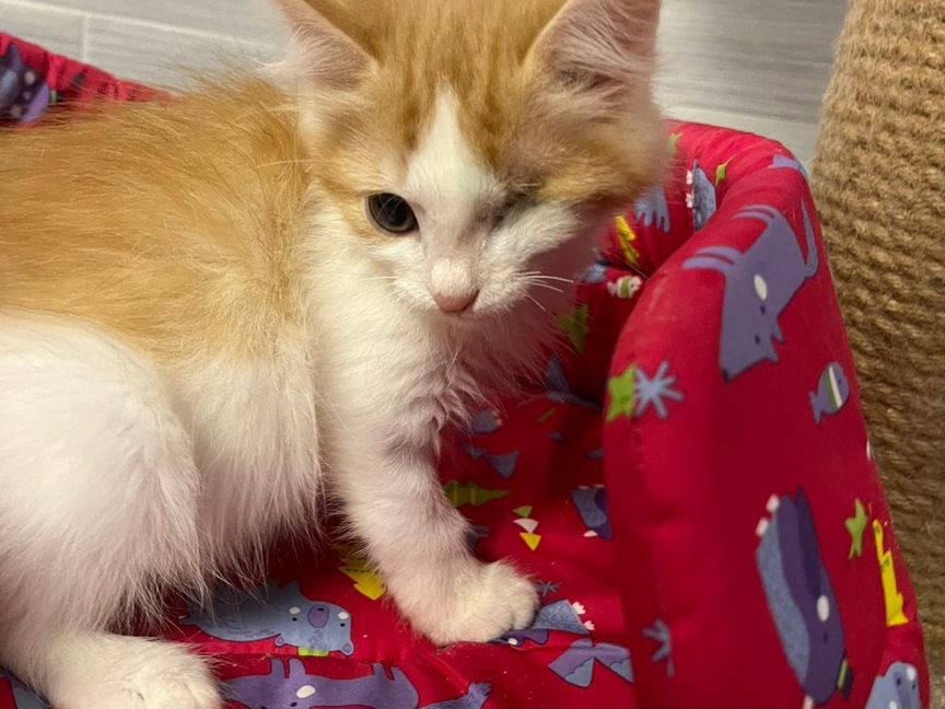 Котенок малыши мурчалки