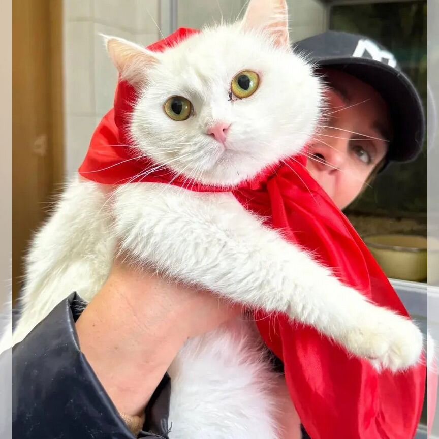 Взрослая, кошка в добрые руки