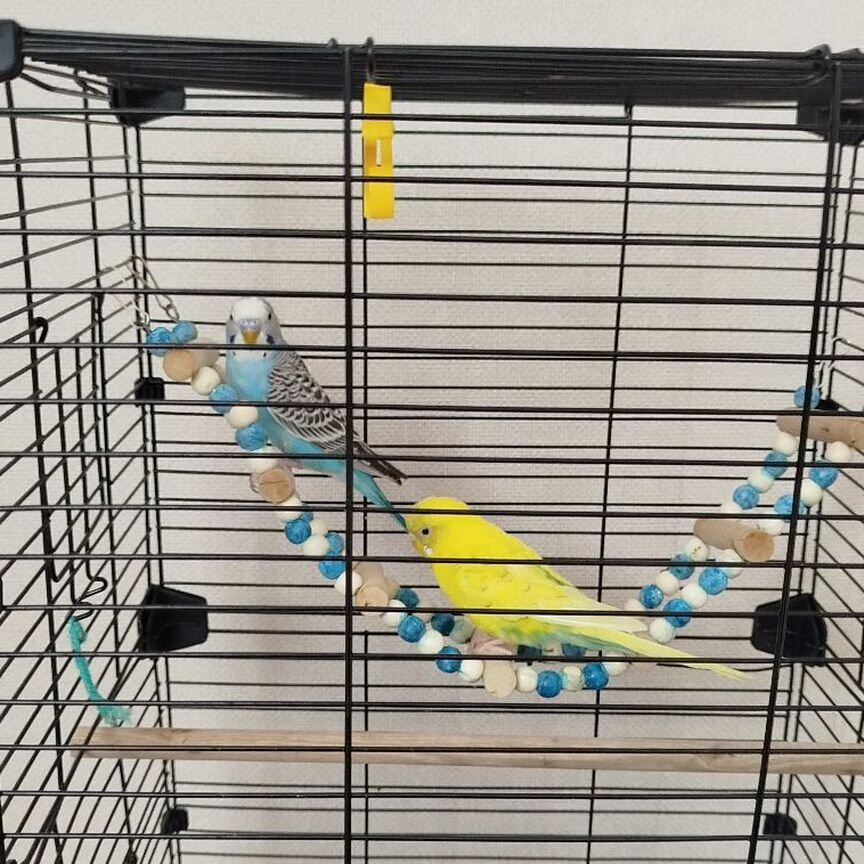 Волнистый попугай с клеткой